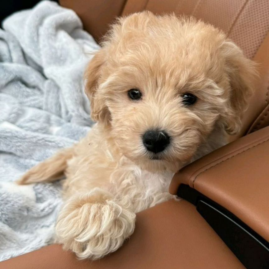 Мальтийская болонка, щенок