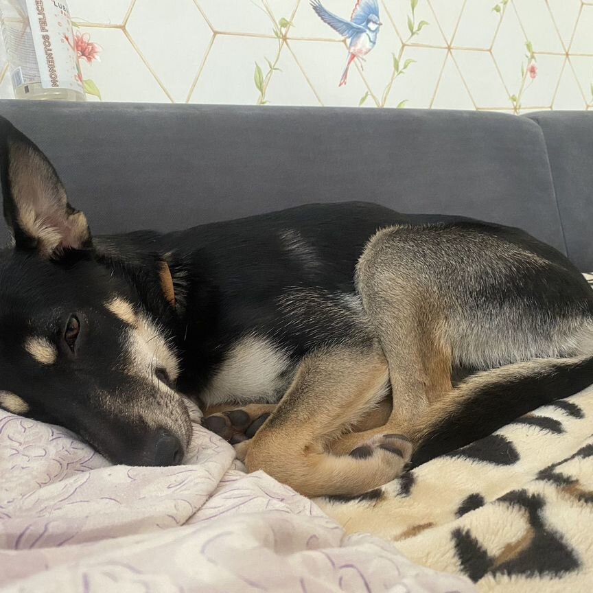 Отдам собаку в добрые руки