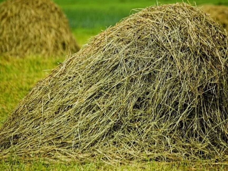 Сено для подстилки