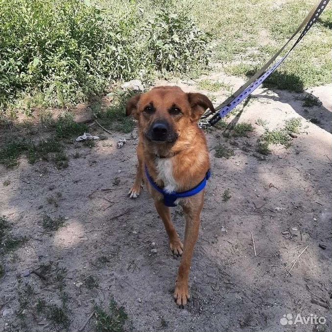 Рыжик ищет дом