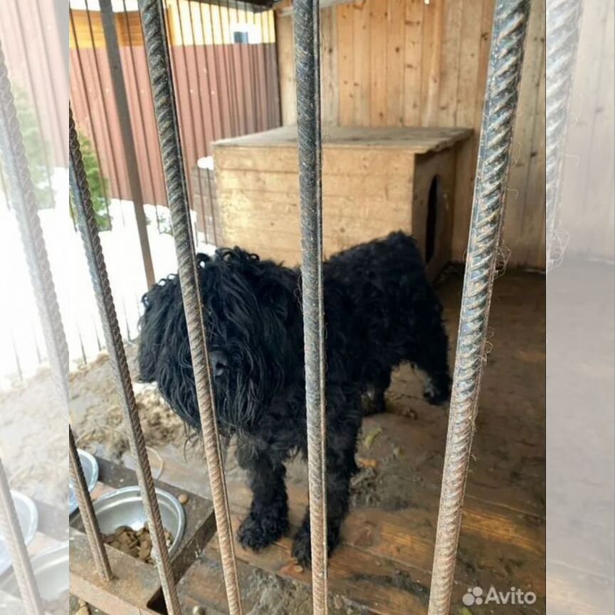 Отдадим в добрые руки собаку