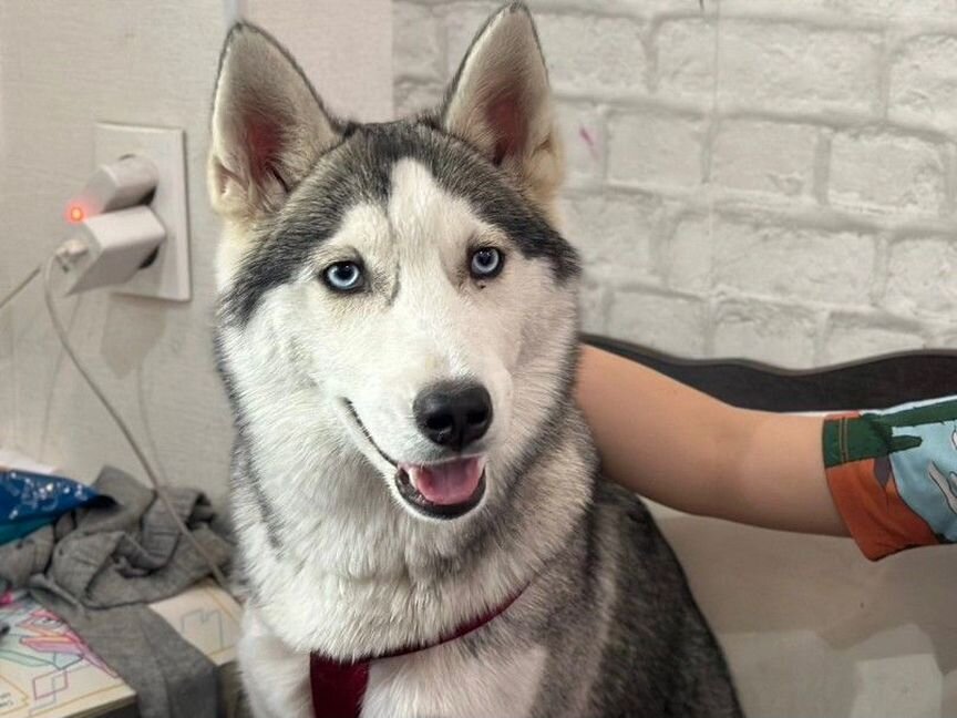 Голубоглазый мальчик хаски