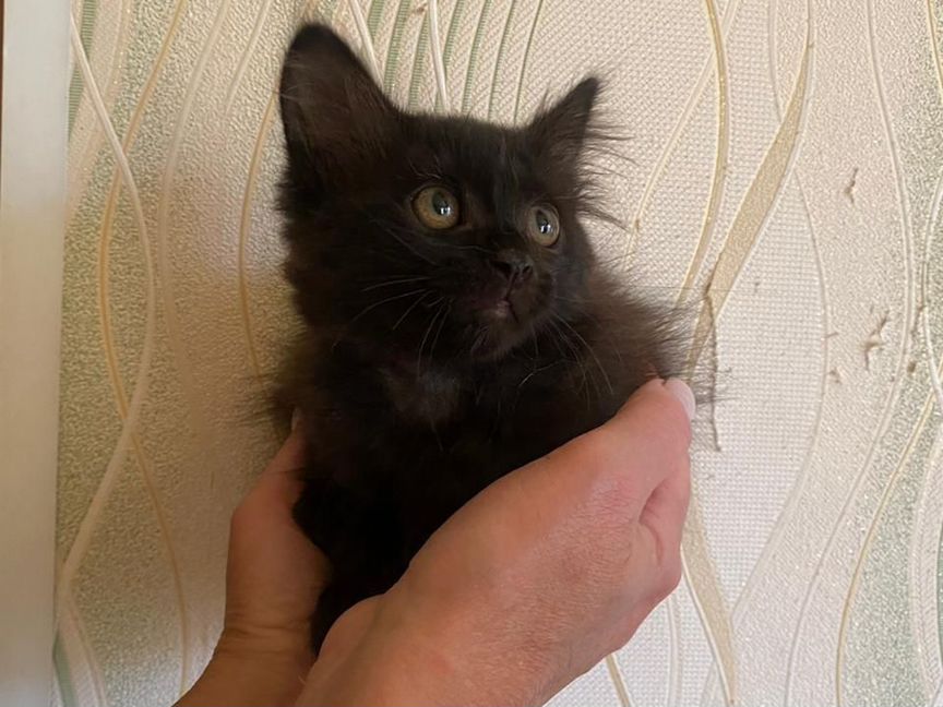 Отдам в добрые руки котят