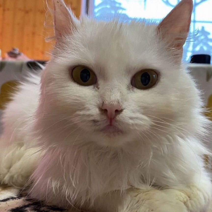 Котенок в добрые руки белый