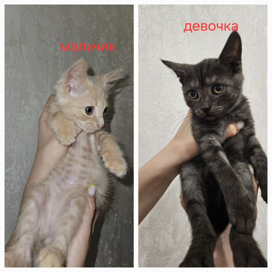 Котята в добрые руки