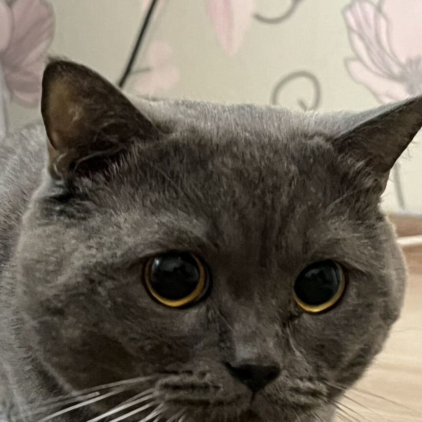 Ищем кошечку на вязку