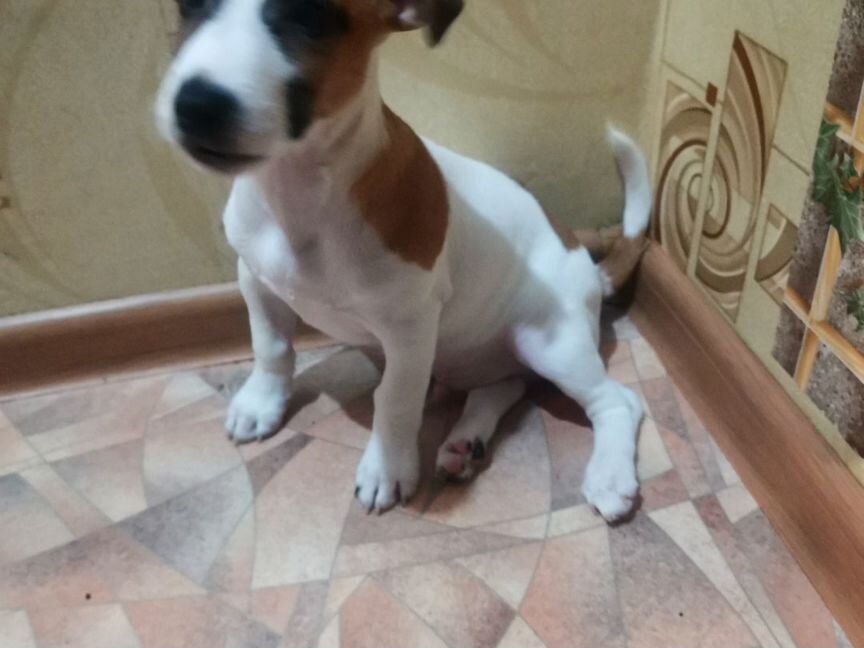 Джек Рассел терьер