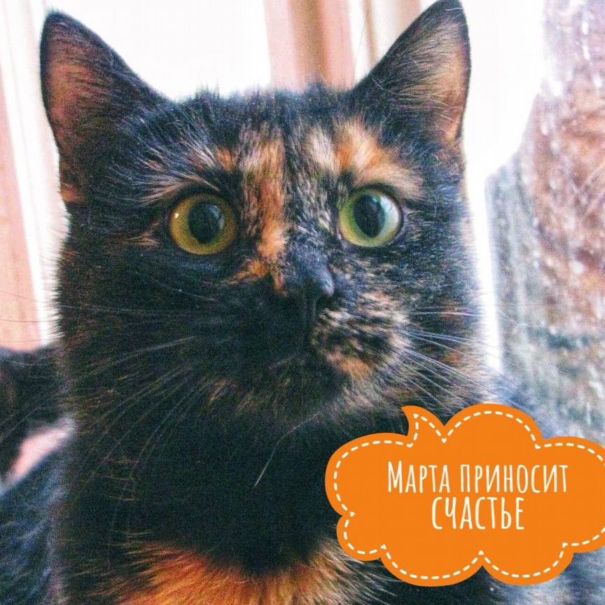 Кошечка ищет дом