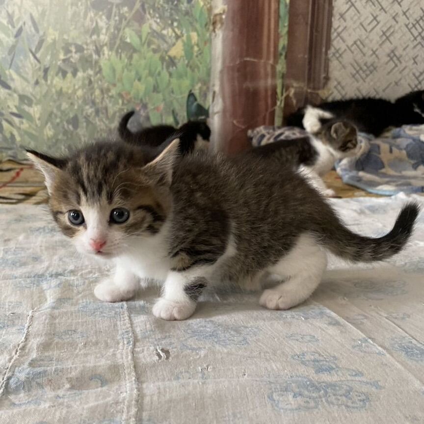 Котята в добрые руки мальчики 2 месяца