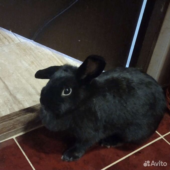 Декоративные кролики в добрые руки