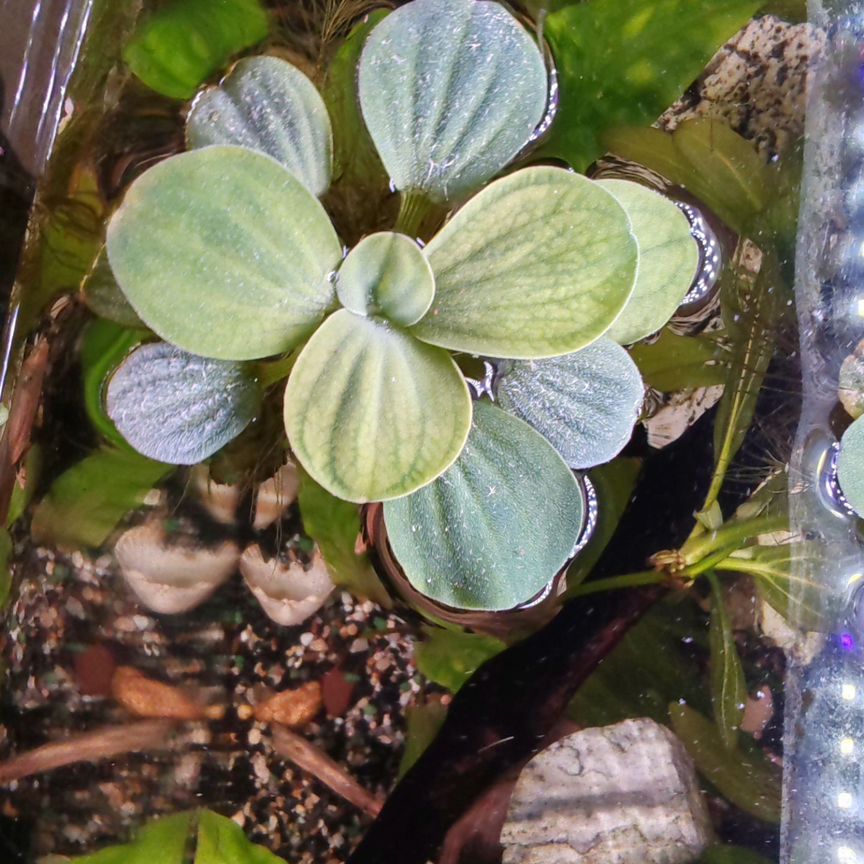 Растения Пистия (Water Lettuce)