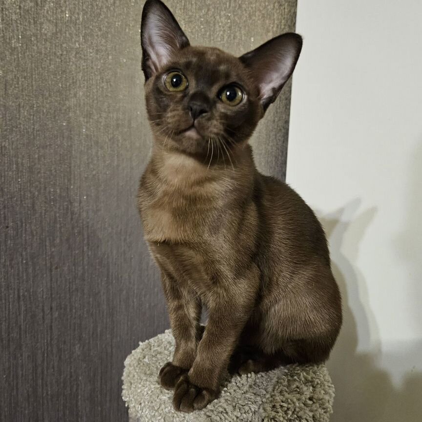 Бурманские котята
