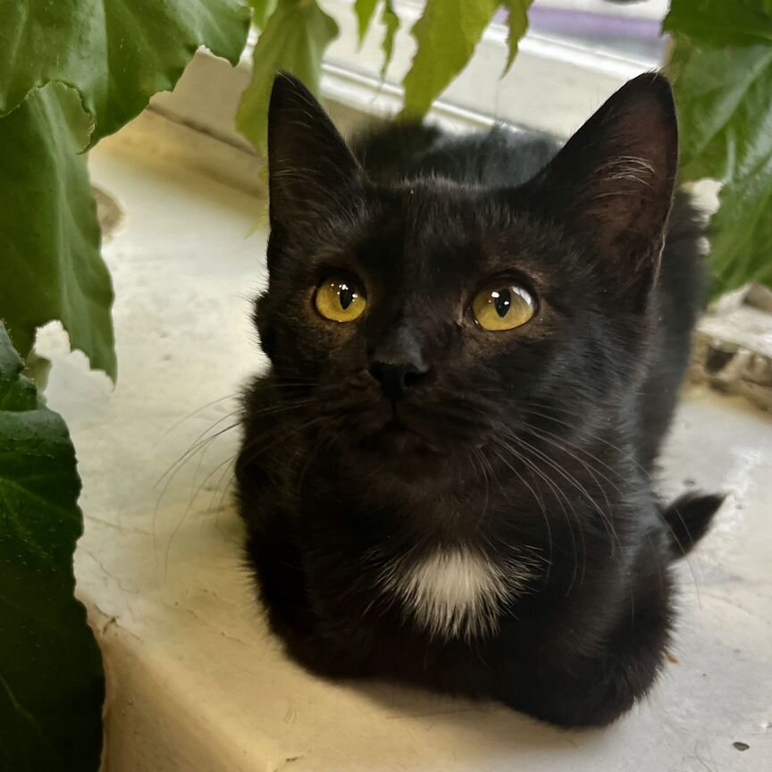 Котенок в добрые руки