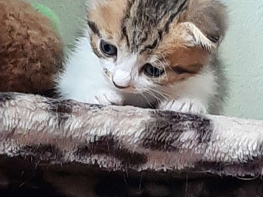 Вислоухие котята