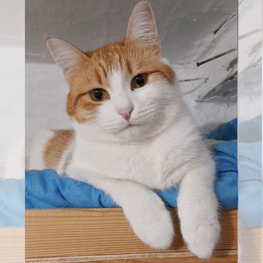 Милая кошечка