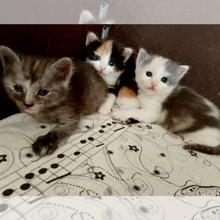Котята в заботливые руки