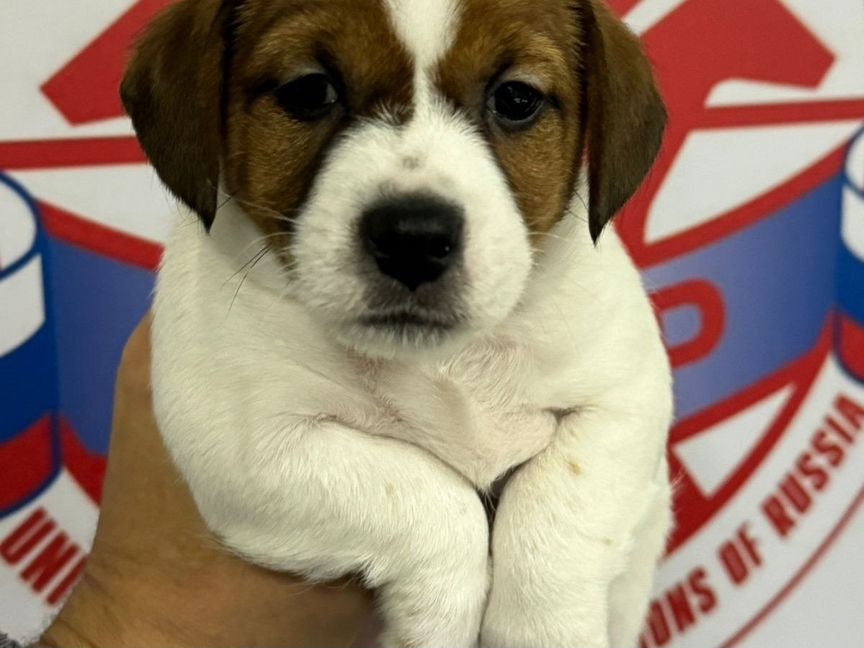 Щенок Джек Рассле терьер мальчик