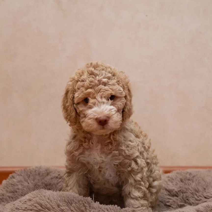 Лаготто романьоло