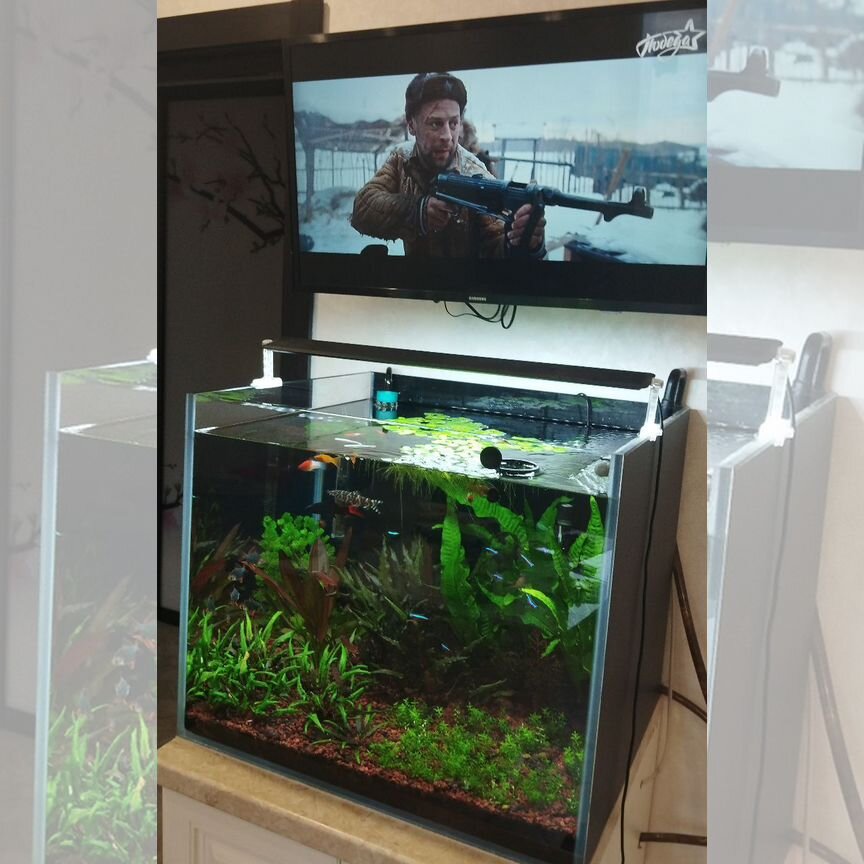 Рыбка боция. Бесплатно