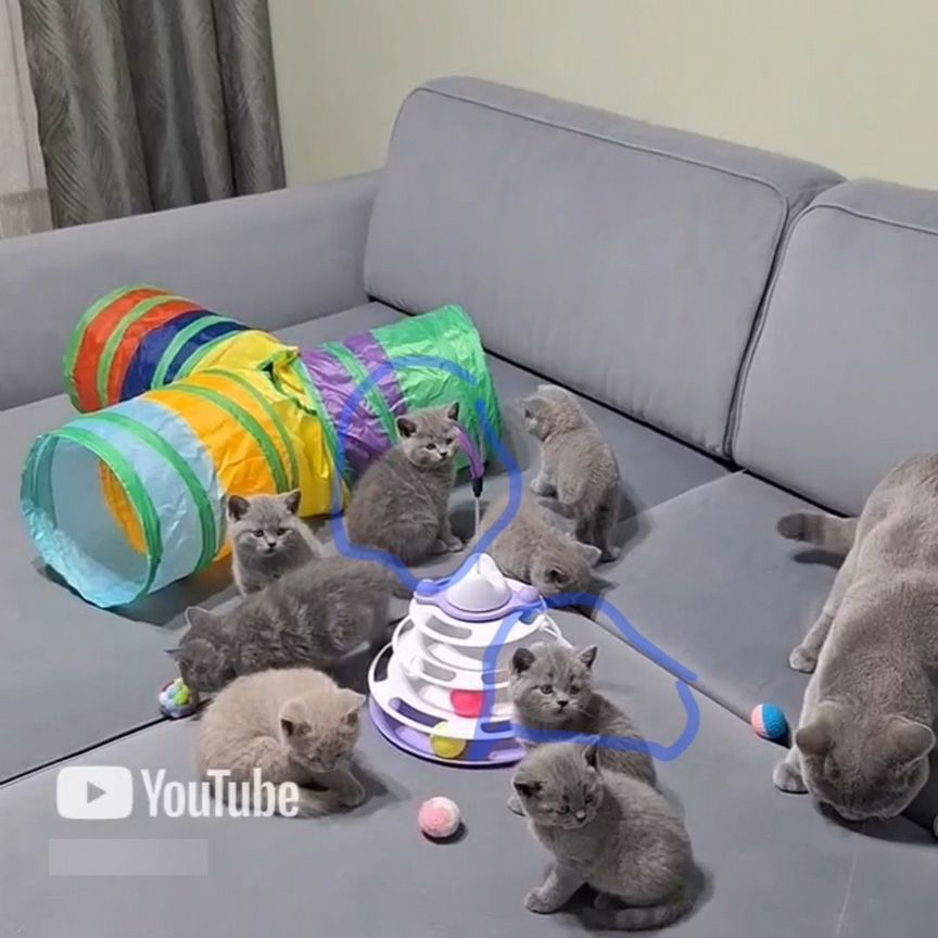 Британские котята