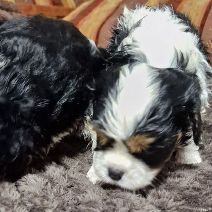 Кавалер Кинг чарльз спаниель