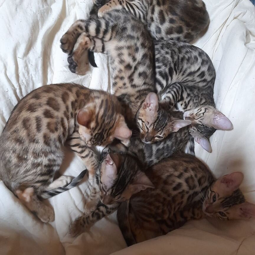 Бенгальская