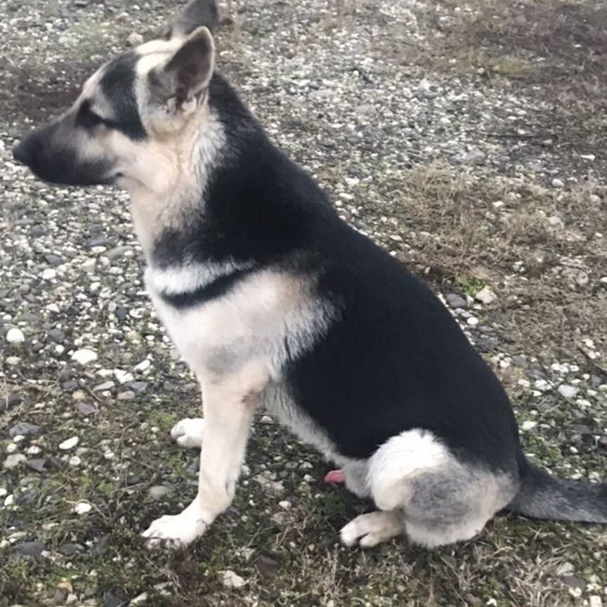 Продпется восточно европейская овчарка