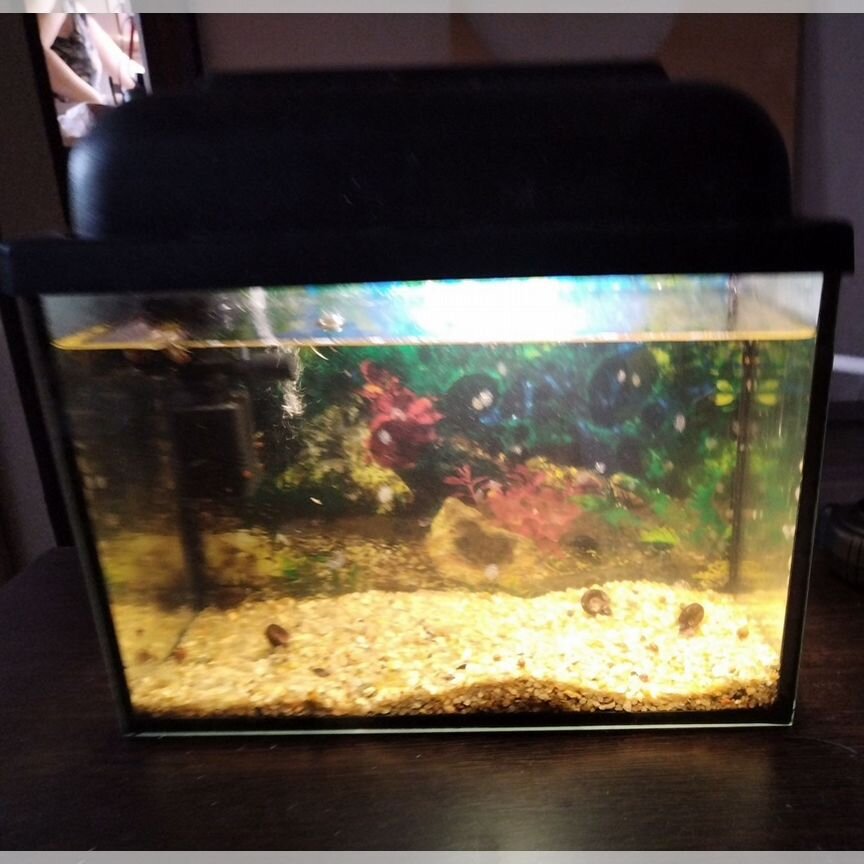 Аквариум, аквариумные рыбки