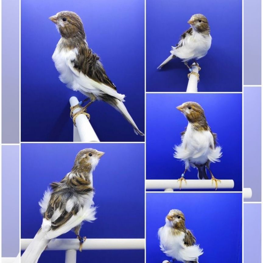 Канарейка fiorino фиорино