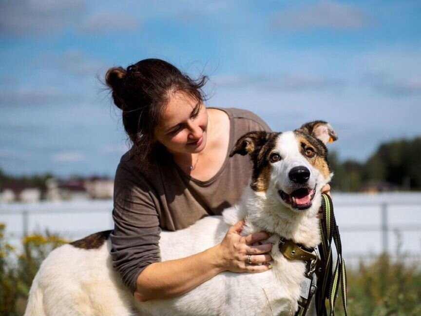 Собака из приюта в добрые руки бесплатно