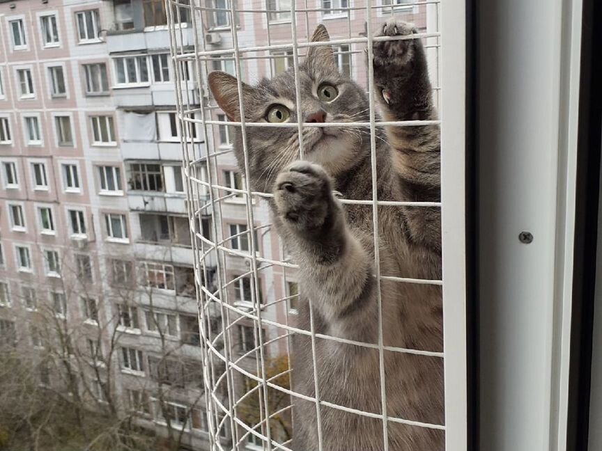 Балкончик для кошки, антикошка