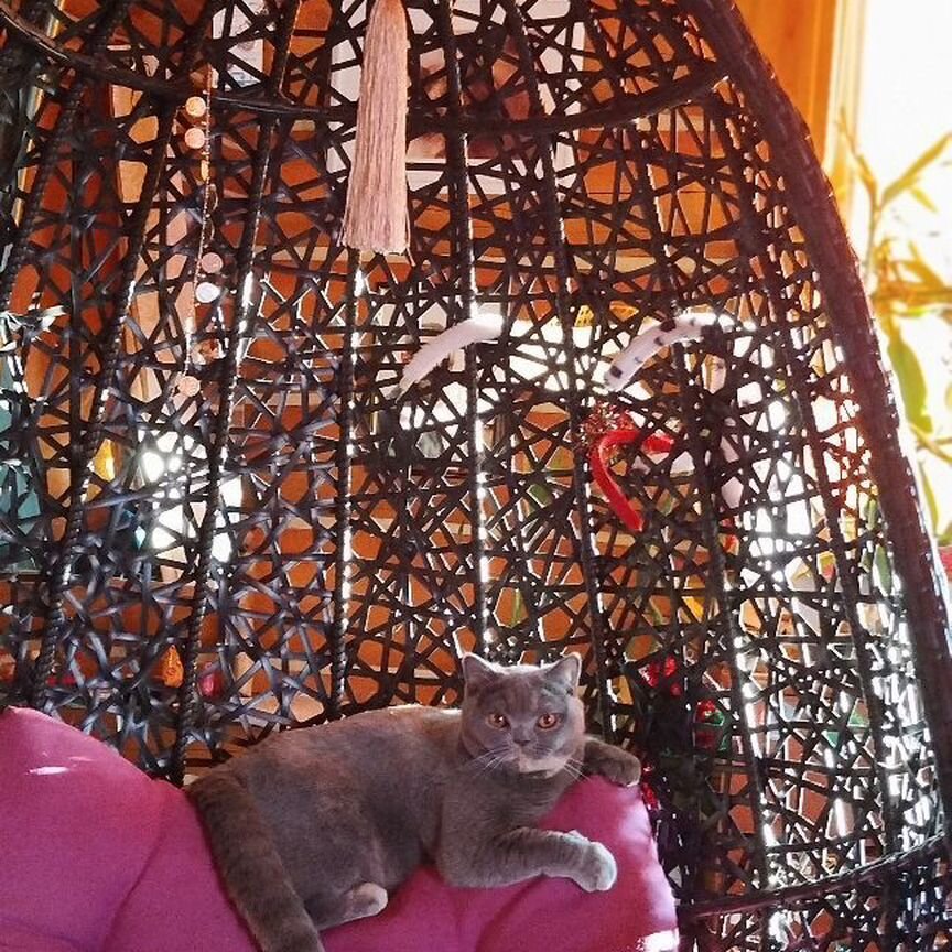 Кошка британка