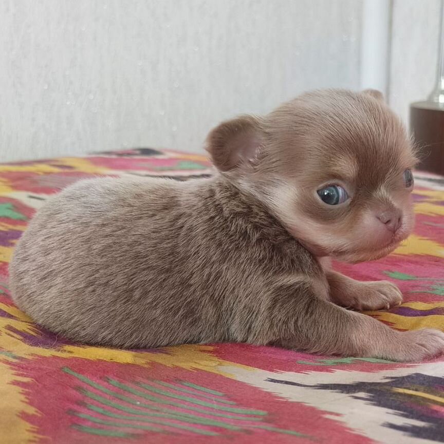 Чихуахуа Курносики