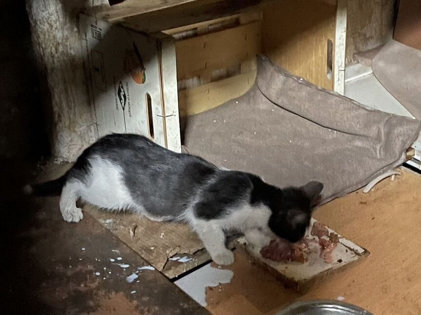 Котята в добрые руки даром