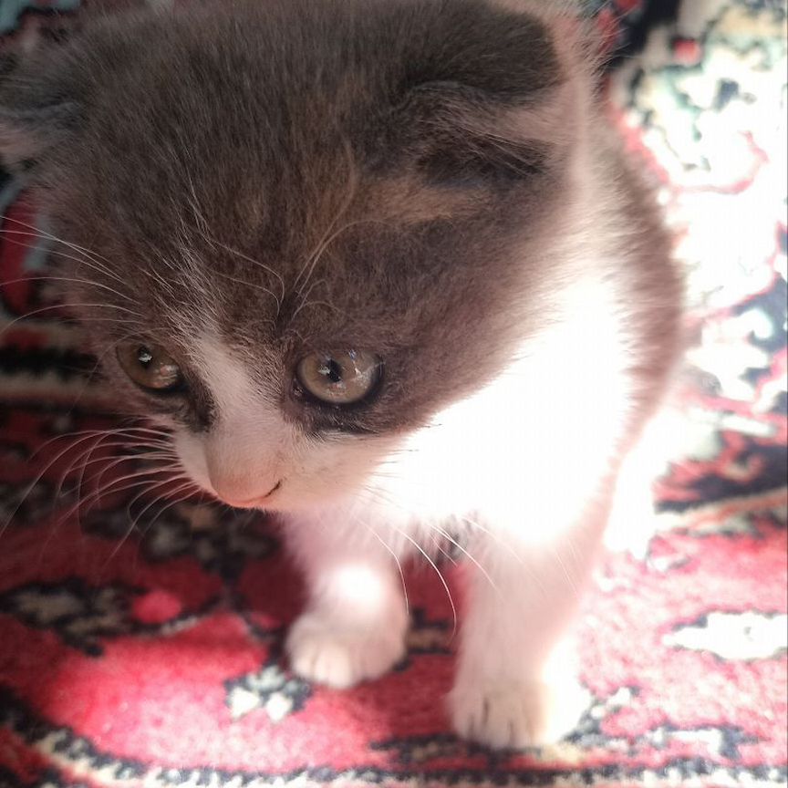 Шотландская вислоухая кошка бесплатно
