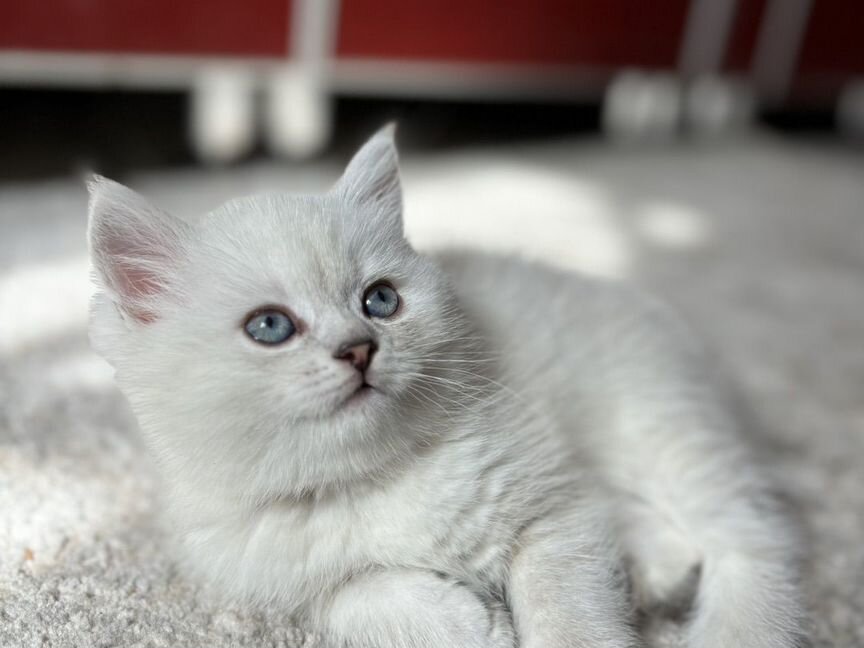 Белый британский котенок
