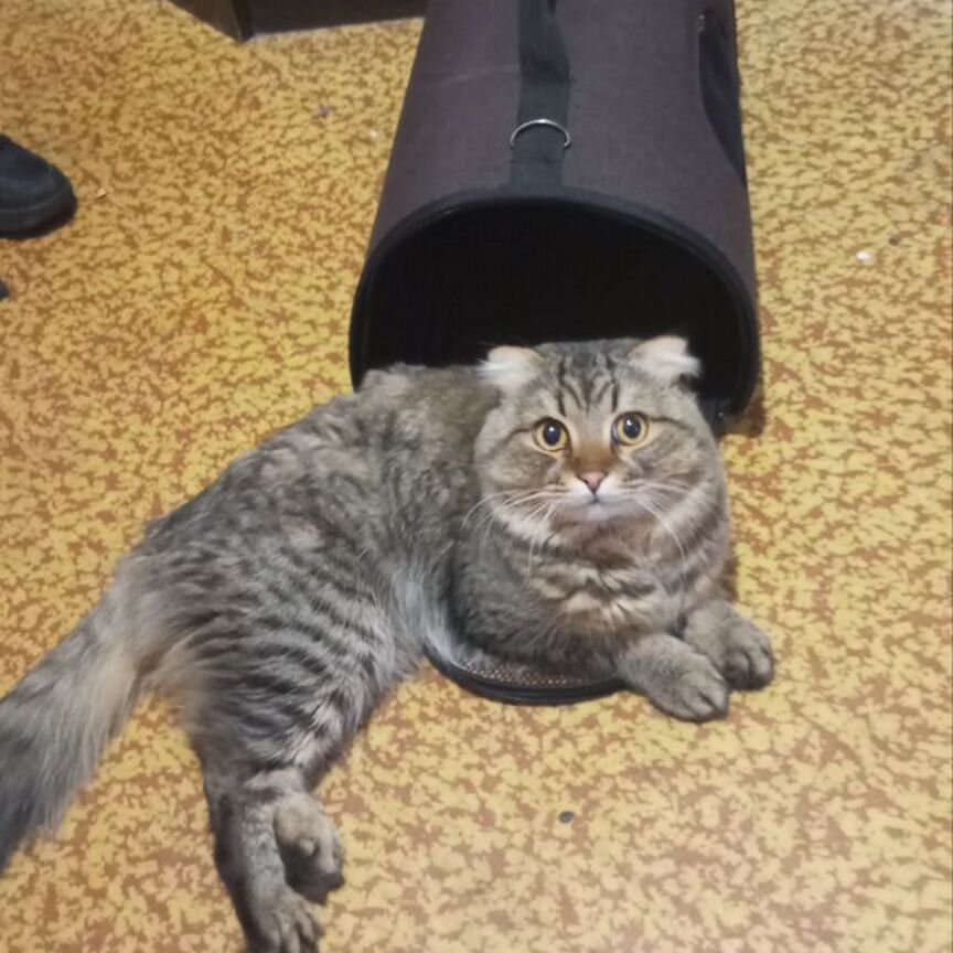 Отдам кота в добрые руки бесплатно