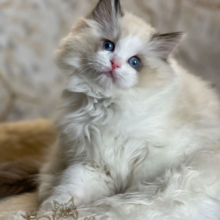 Девочка рэгдолл