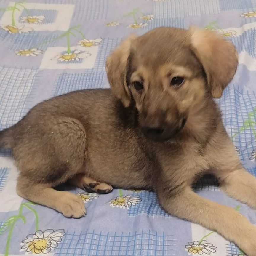 Щенок в добрые руки