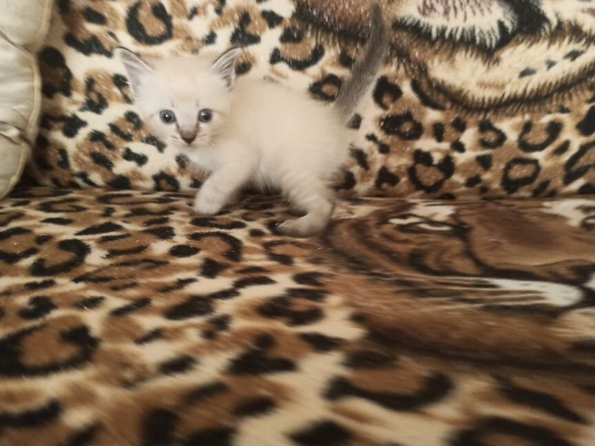 Невский-маскарадный котенок