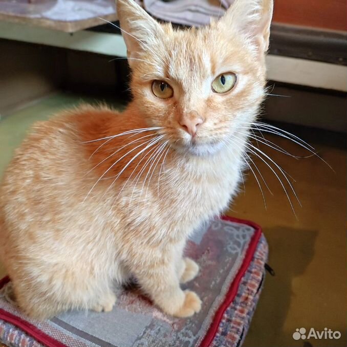 Кошечка Злата ищет свою семью