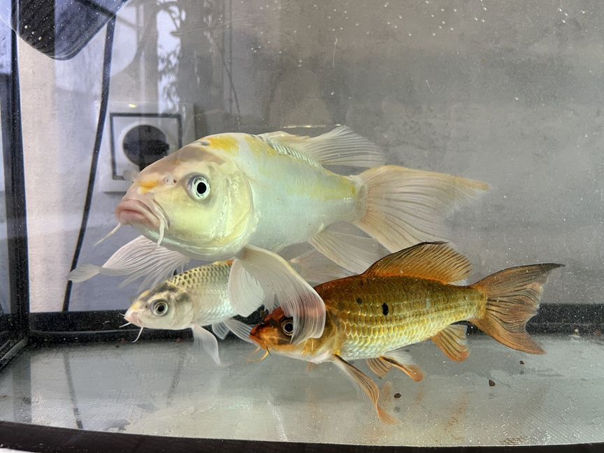 Карп кои прудовая рыба