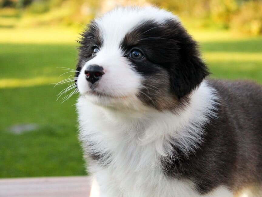 Щенок австралийской овчарки (аусси)