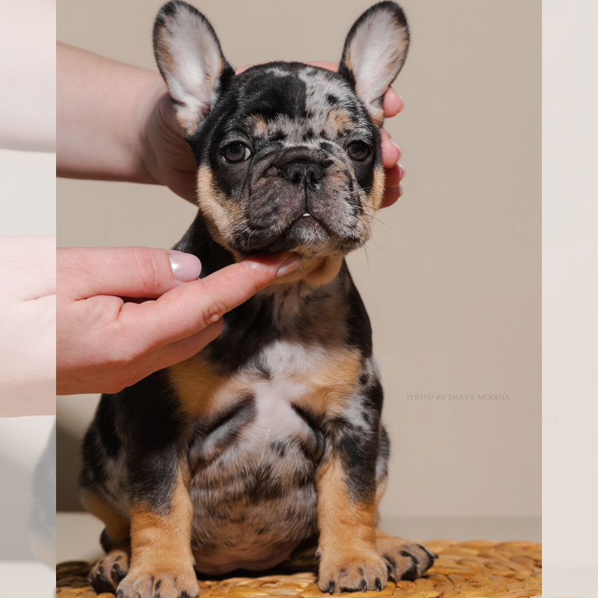 Французский бульдог, щенок