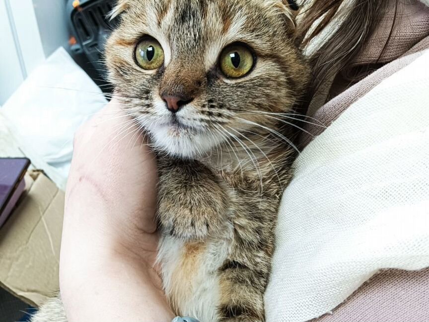 Кошка