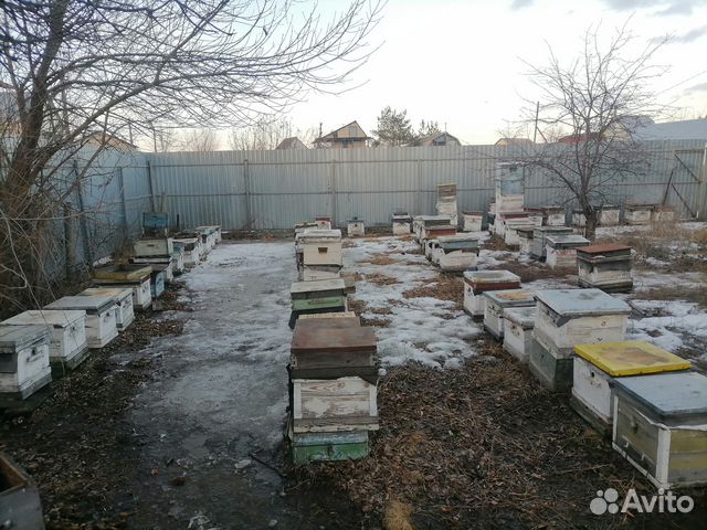 Пчелосемьи на высадку купить в Энгельсе Животные и зоотовары Авито