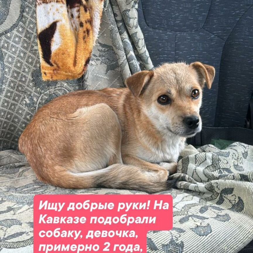 В добрые руки