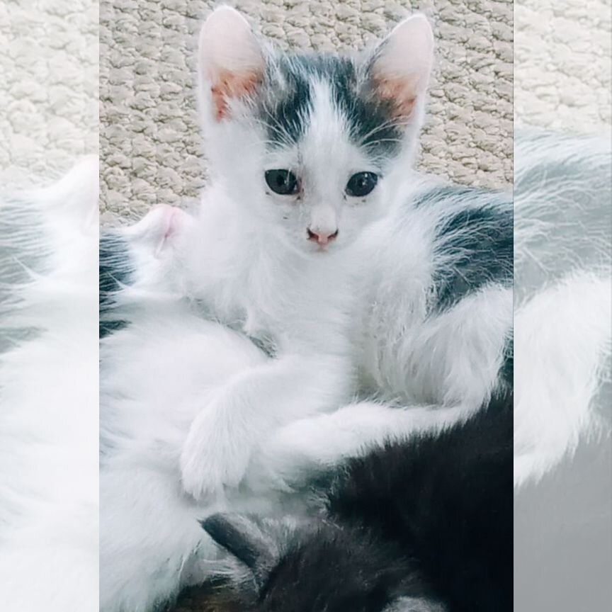 Котёнок в добрые руки