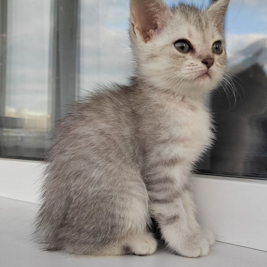 Котенок девочка