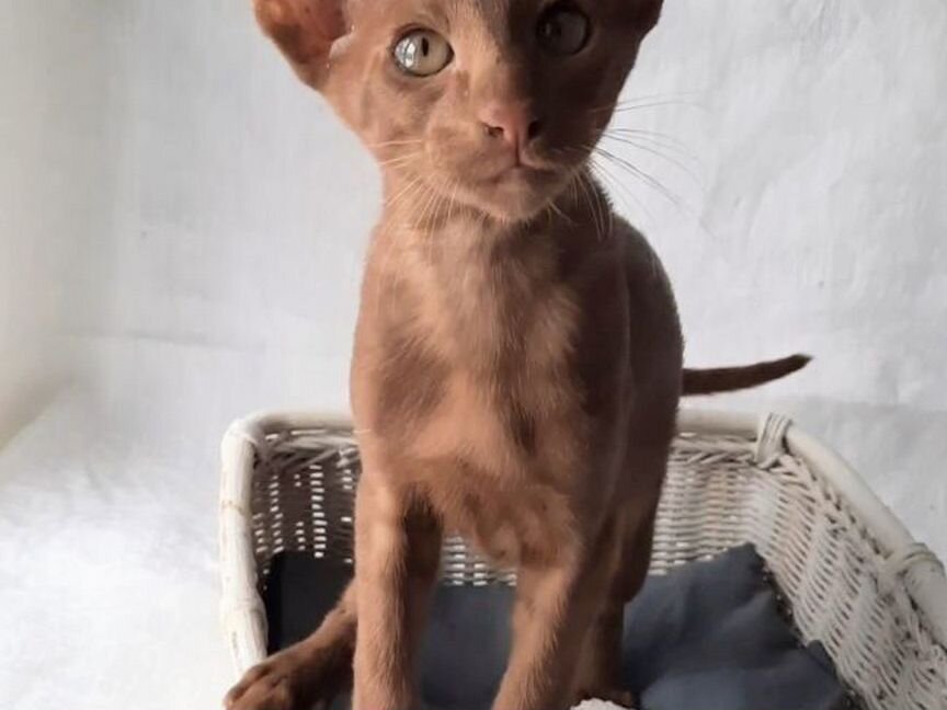 Ориентальные котята с родословной. доставка